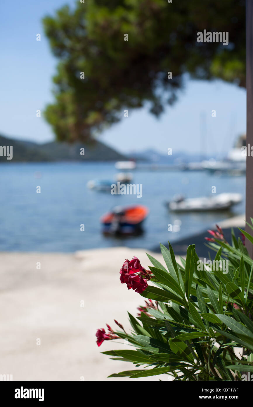 The view out to the Adriatic Sea, with Mediterranean flowers in the ...