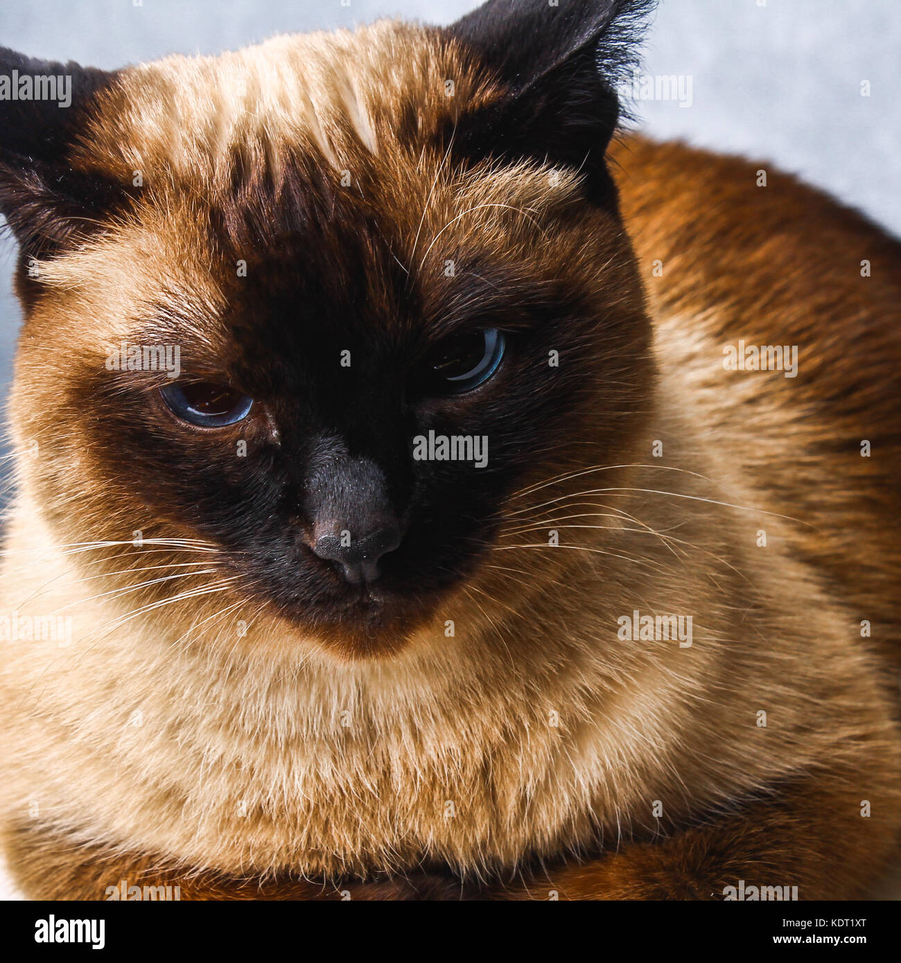 Siamese Thai cat lies and looks with sadness, anguish, anger Stock ...