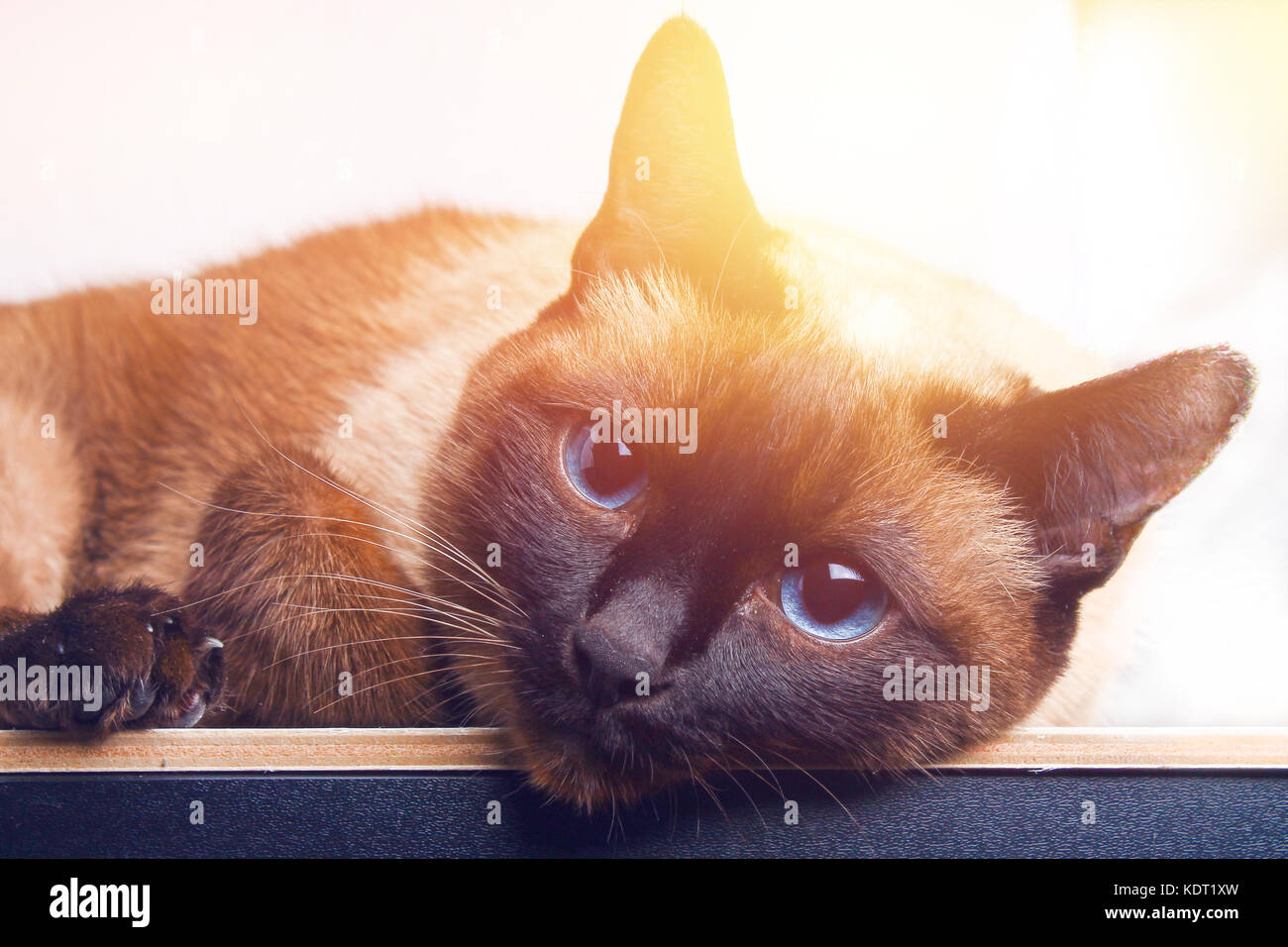 Siamese Thai cat lies and looks into the camera, in the frame, in the ...