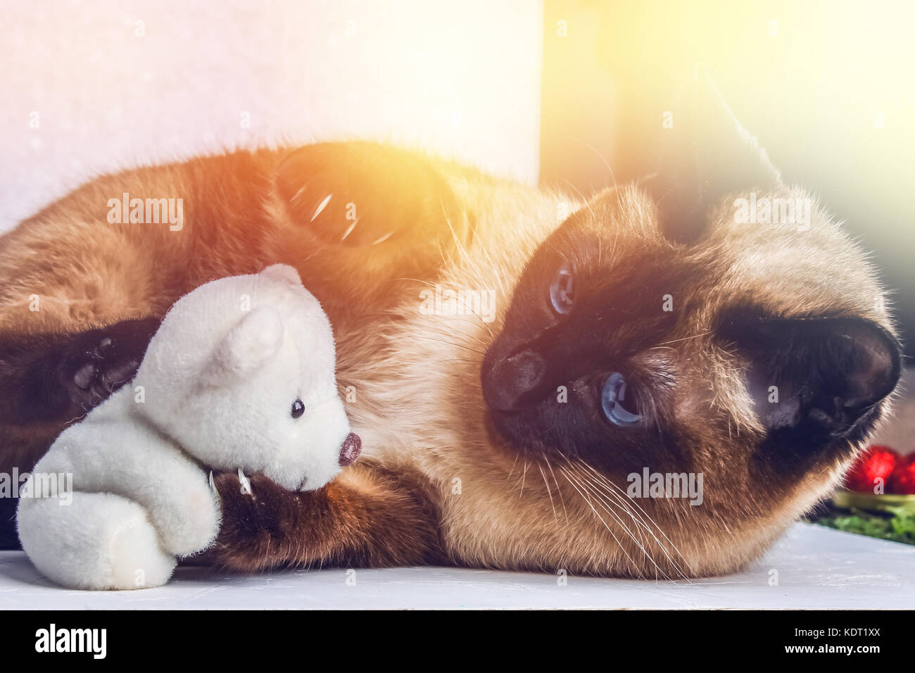 Siamese Thai cat plays with a teddy bear. Claws, teeth, aggression ...