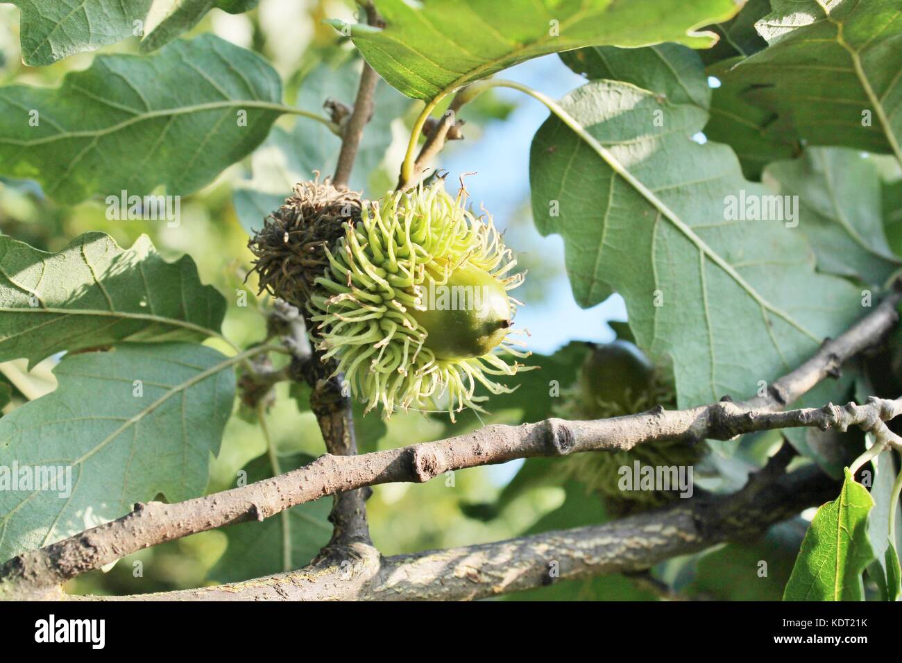 acorn Bur Oak - Quercus Macrocarpa - variety of white oak family from ...
