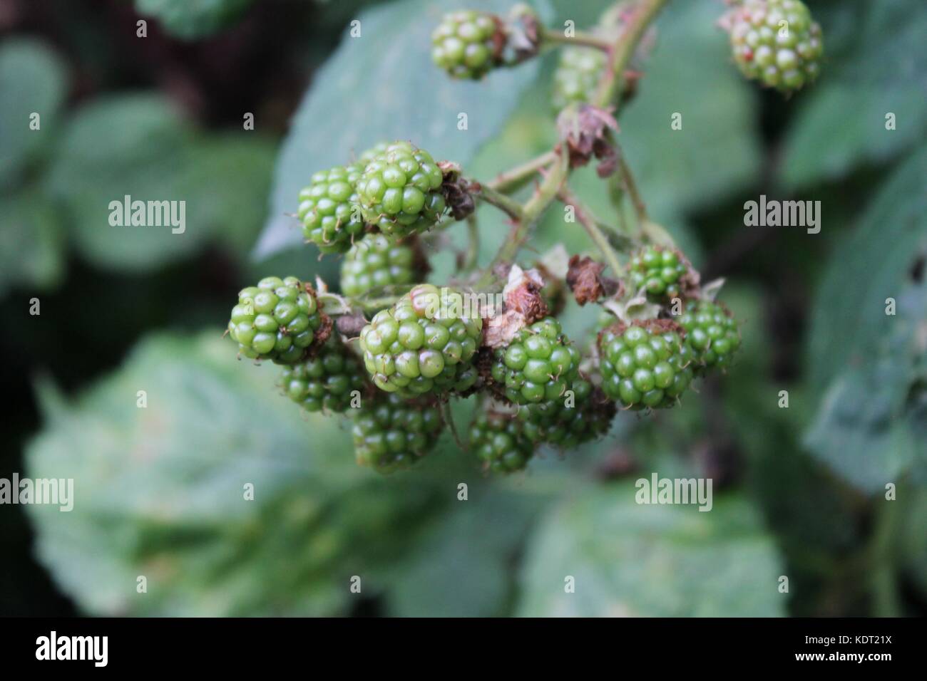 blackberry wild bramble bush green unripe fruit berries growing wild on ...