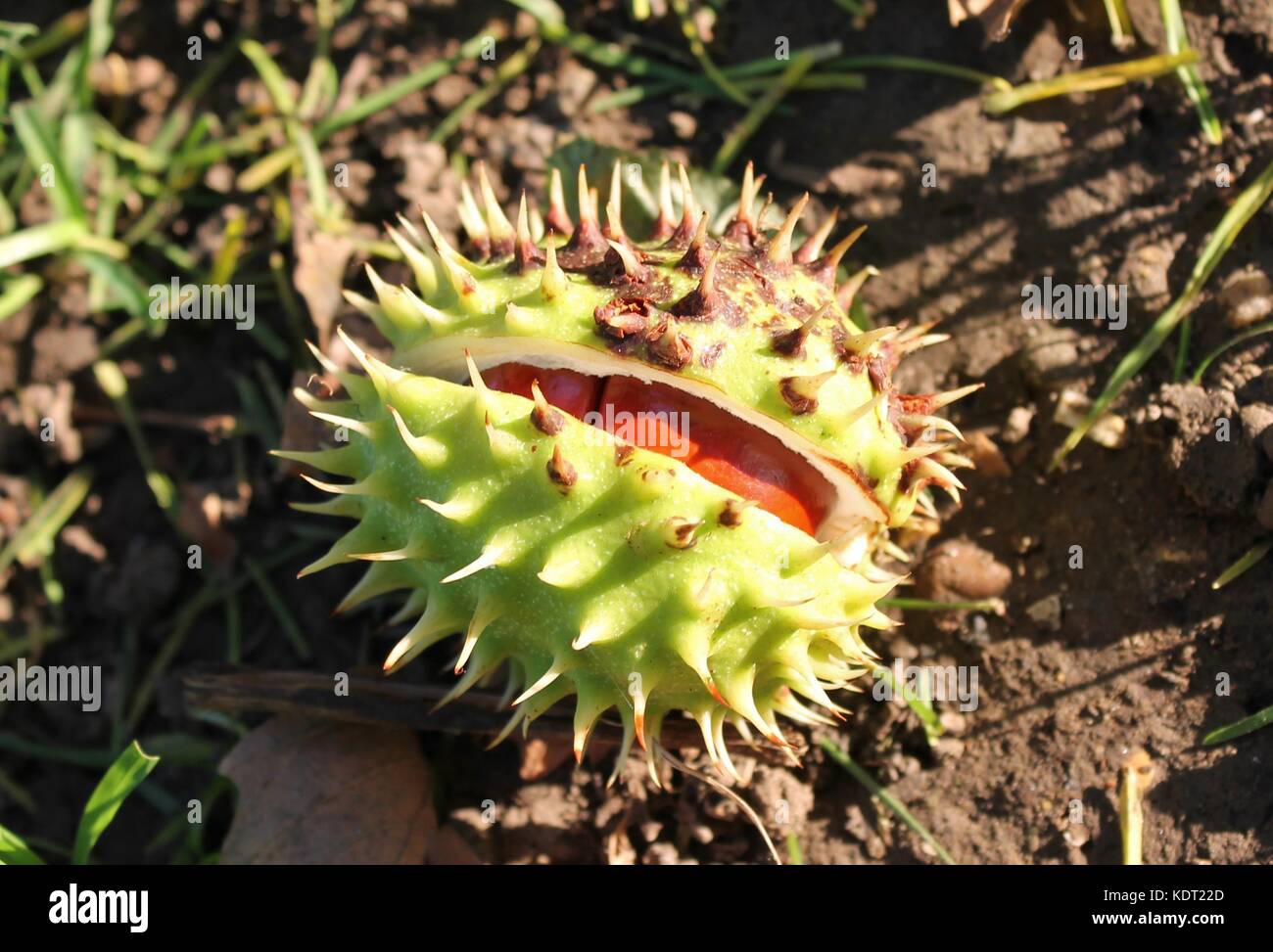 Seed capsule of horse chestnut hi-res stock photography and images - Alamy