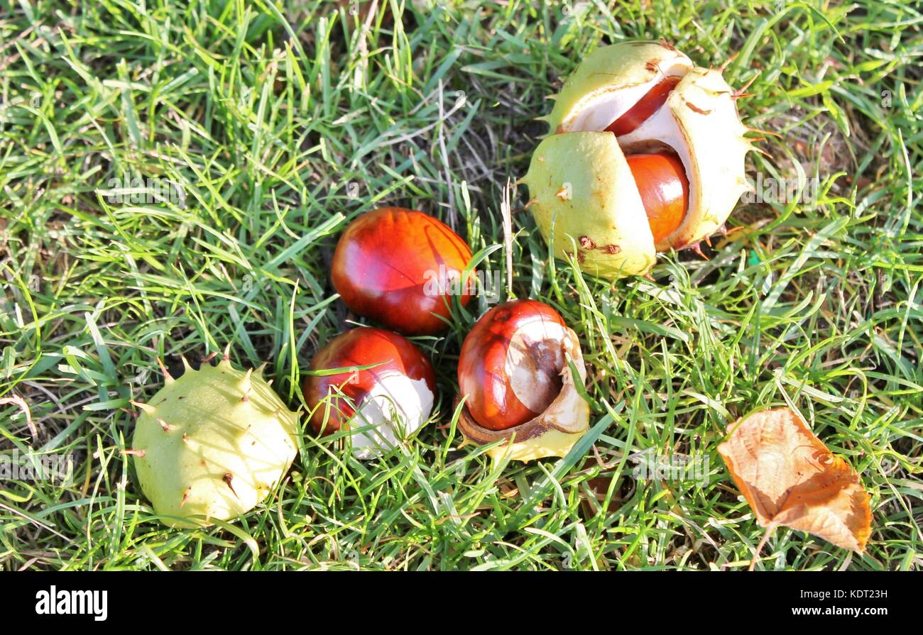 Conker Nut
