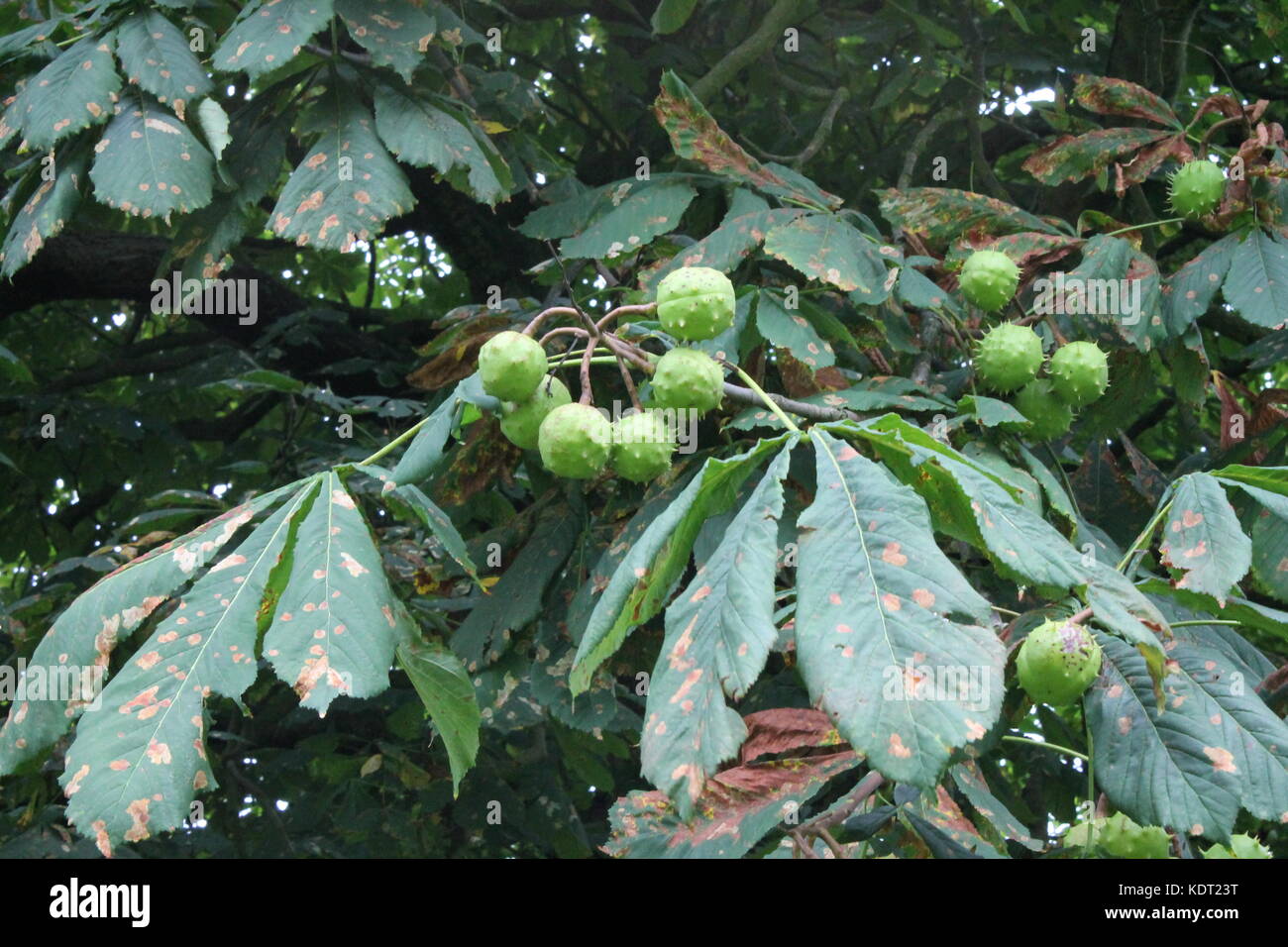 Conkers forest park hi-res stock photography and images - Alamy