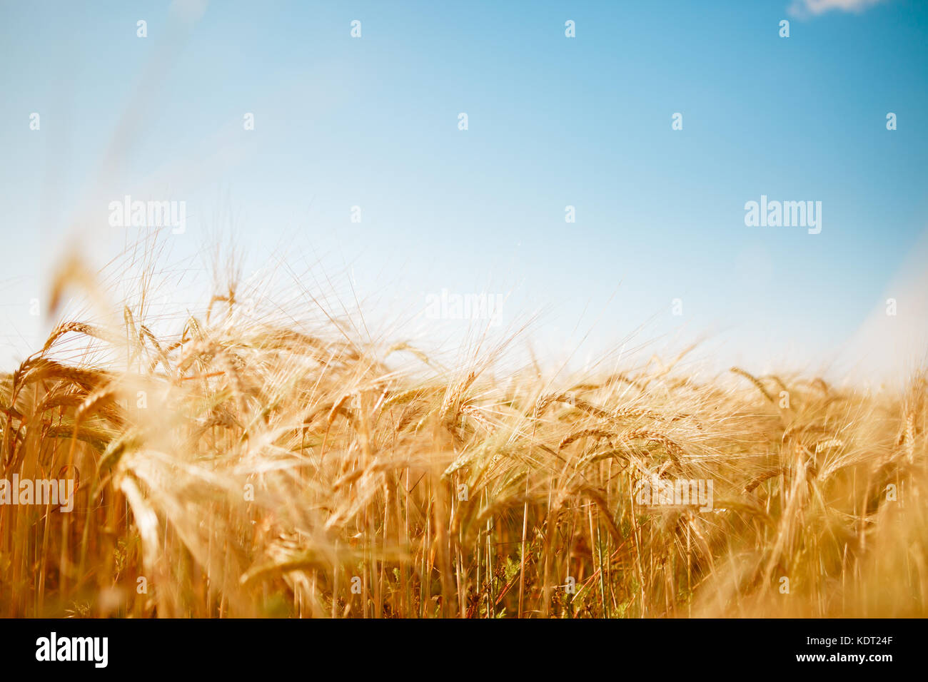Picture of summer spikelets of wheat Stock Photo - Alamy