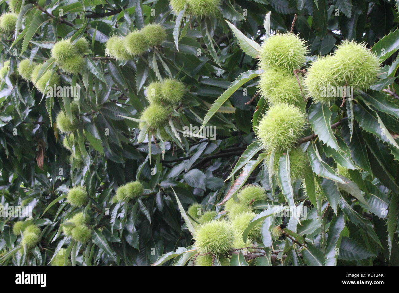 horse chestnut conker autumn seed nut tree growing grow Stock Photo - Alamy