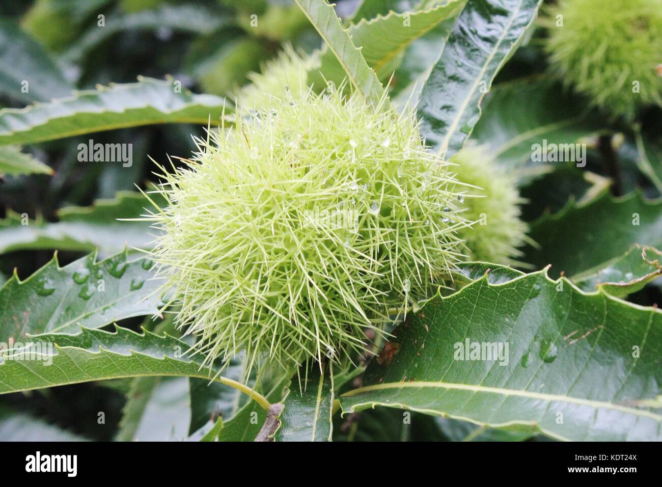 horse chestnut conker autumn seed nut tree growing grow Stock Photo - Alamy