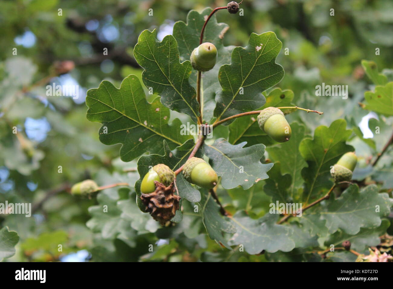 acorn from oak tree in autumn fall season background copy space nature ...