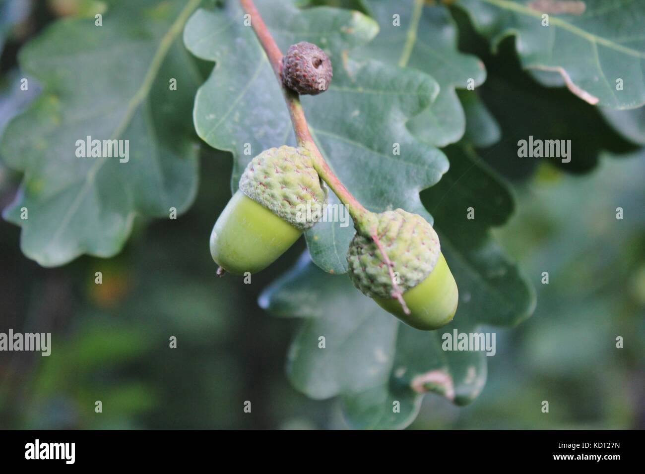acorn from oak tree in autumn fall season background copy space nature ...