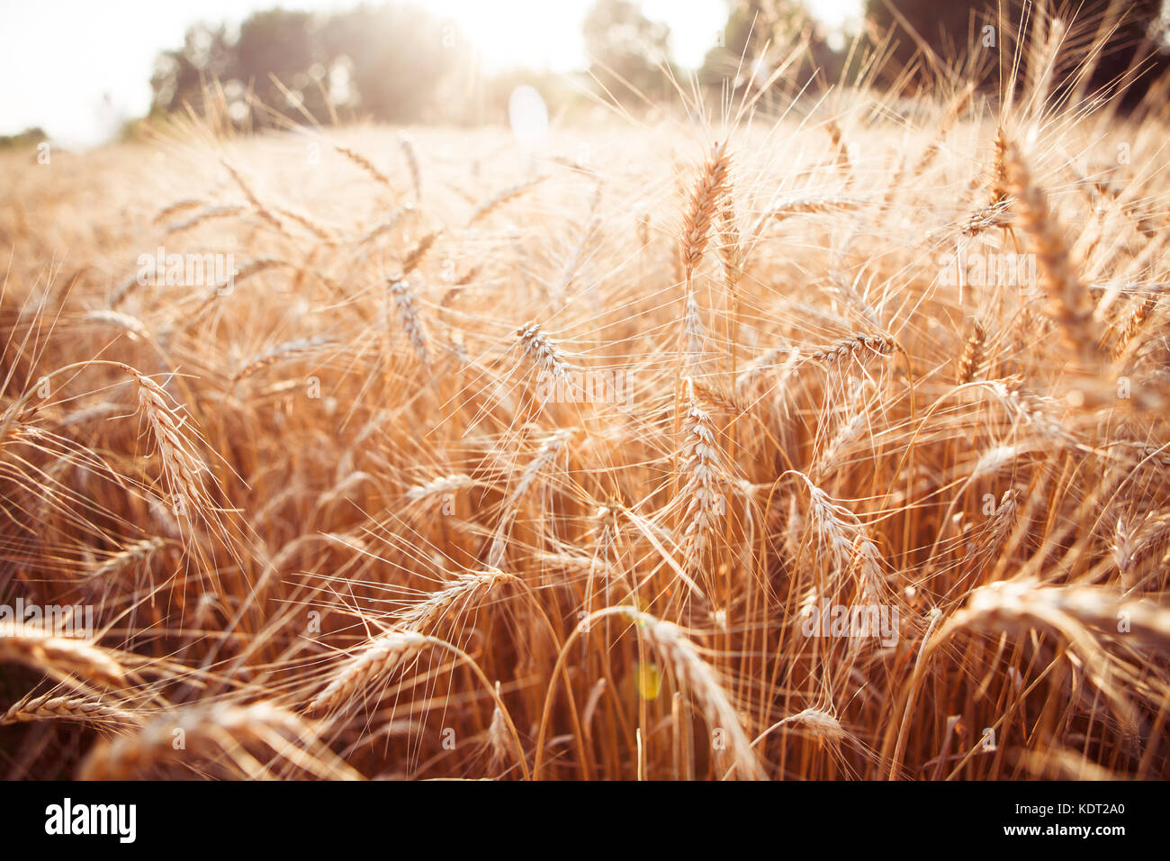 Toned photo of rye field in summer Stock Photo - Alamy