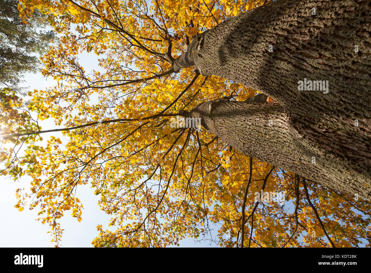Yellow maple foliage Stock Photo - Alamy