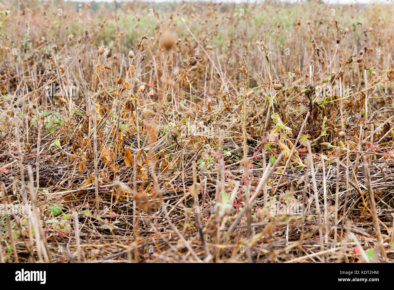 Yellowing grass hi-res stock photography and images - Alamy