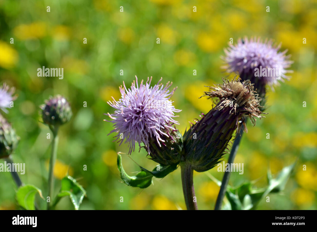 Thistle by the side of the road Stock Photo - Alamy