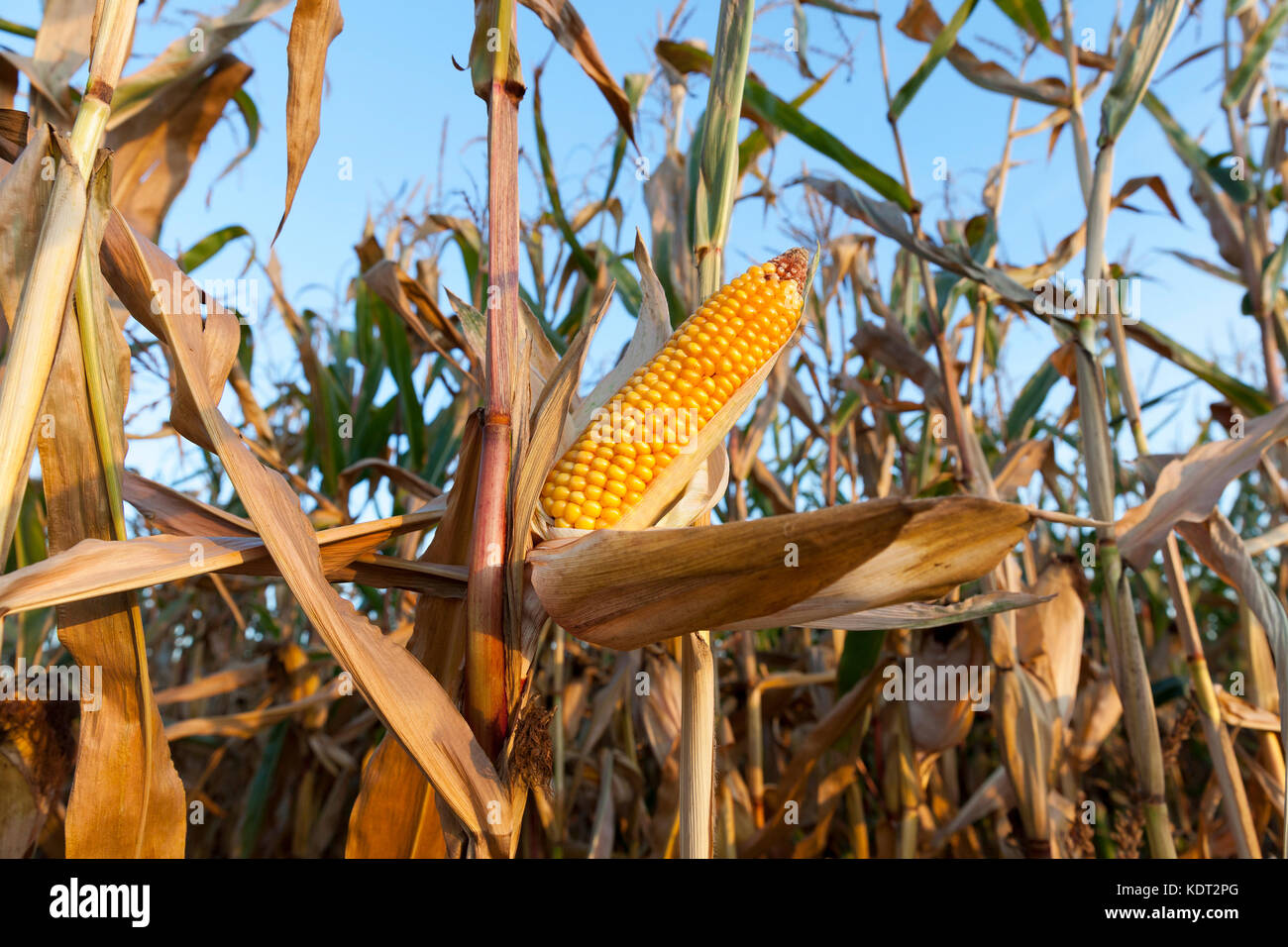 field of ripe corn Stock Photo - Alamy