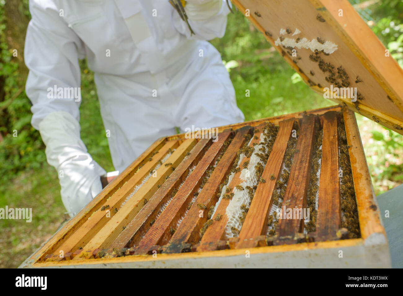 Beekeeper removing lid from hive Stock Photo - Alamy