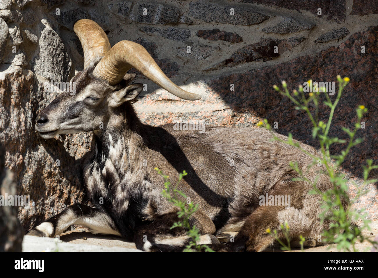 Hollow horned ruminants hi-res stock photography and images - Alamy