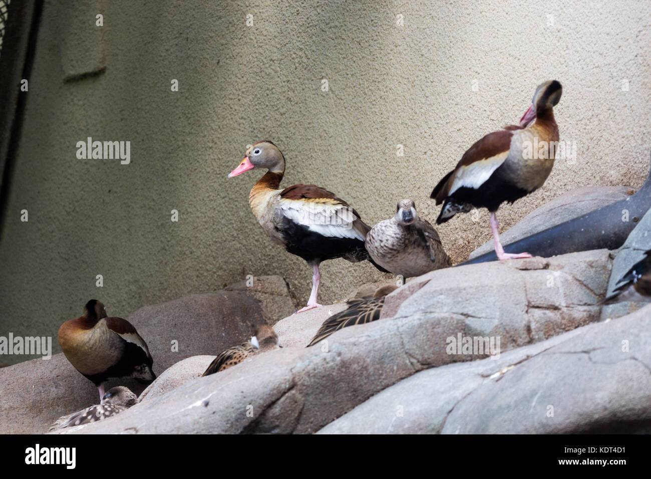 Bean guse at early morning at lake Stock Photo - Alamy