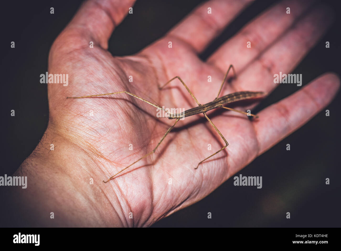 Stick bug hi-res stock photography and images - Alamy