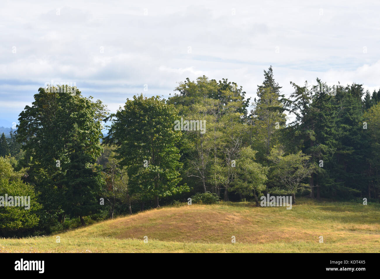 Beautiful rural scene with evergreen trees lined up on a hill with an ...