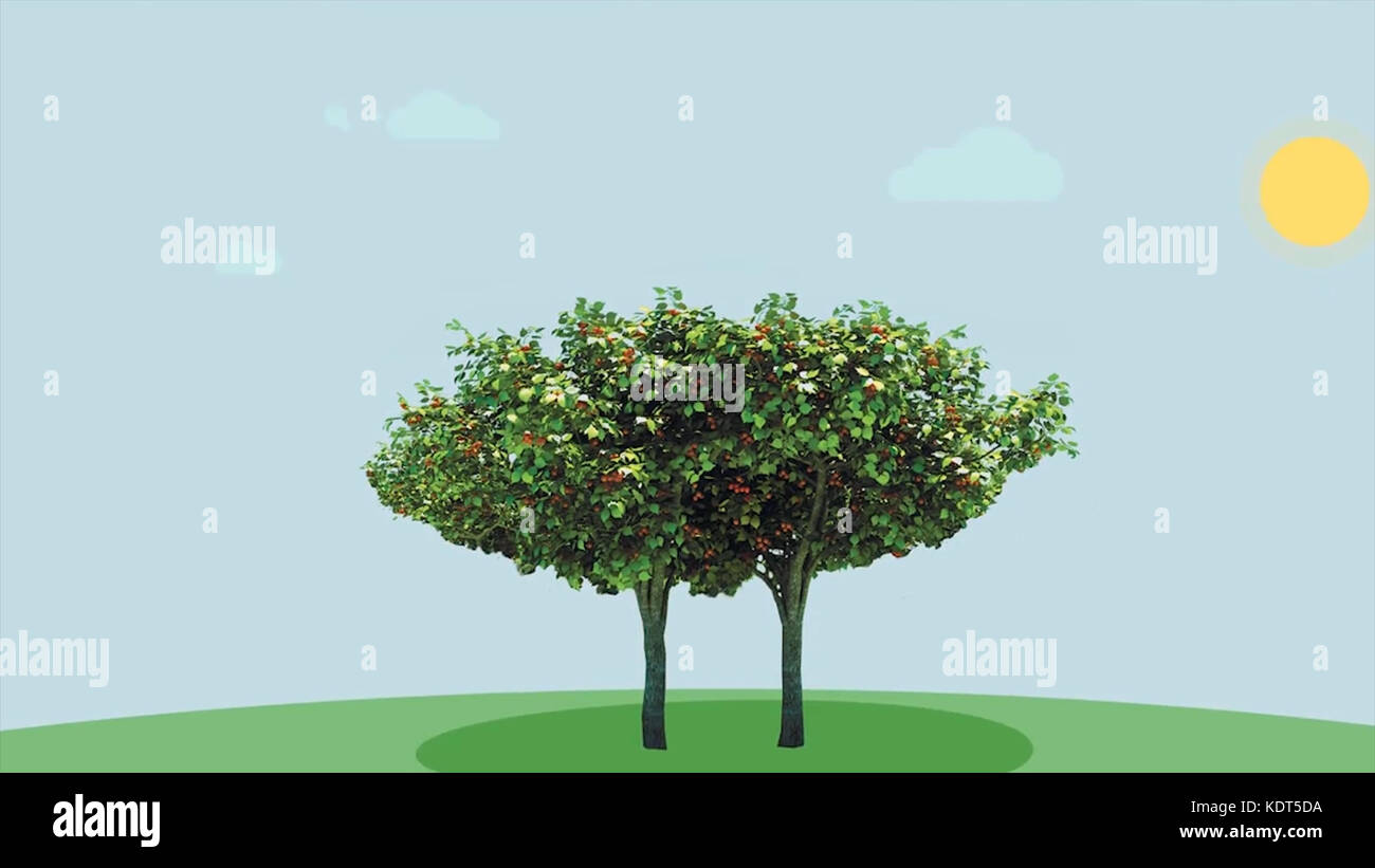 Four season tree and waiting money animation. A lot of money from tree ...