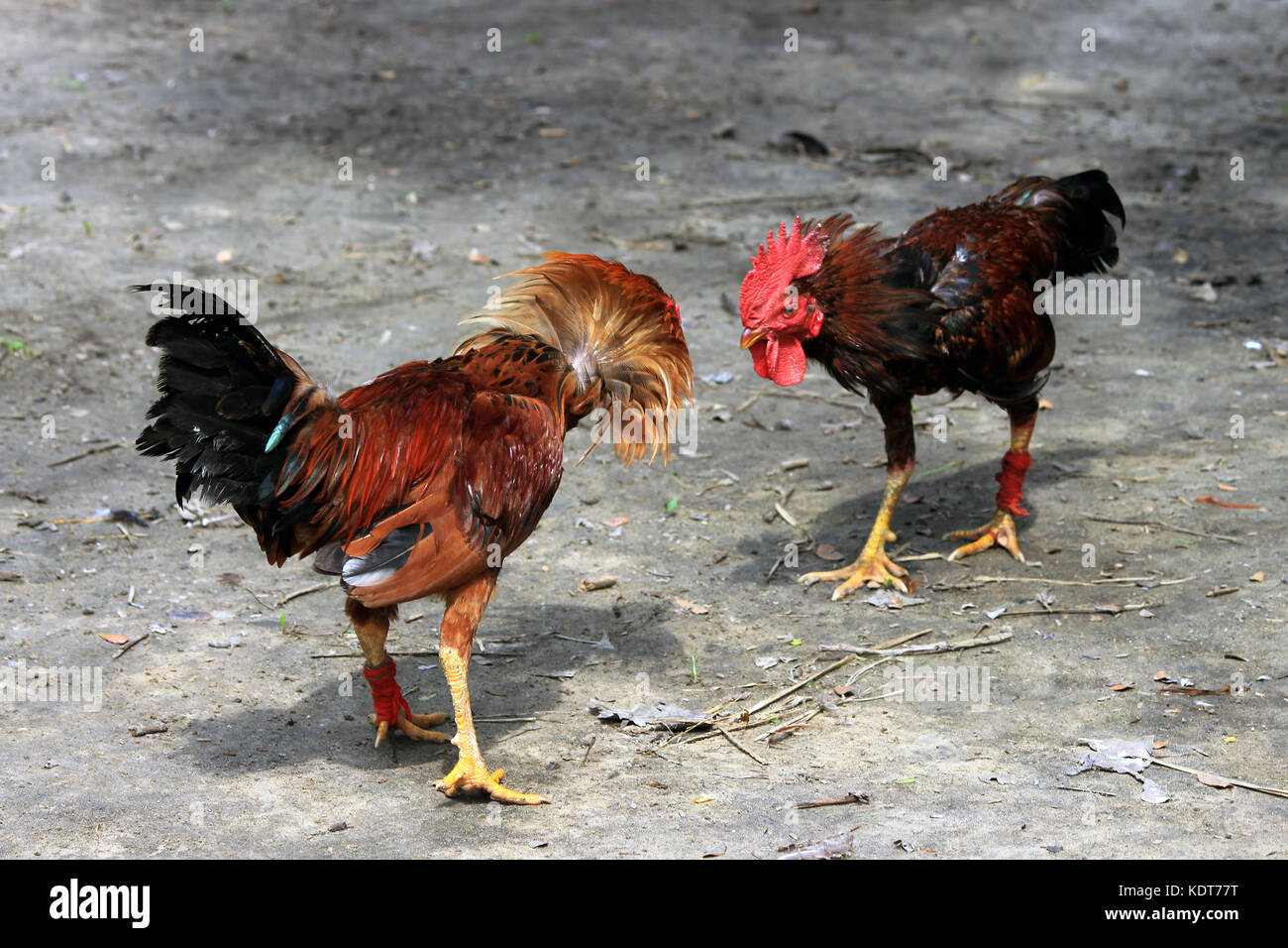Two are ready to fight. Fighting Chicken Stock Photo - Alamy