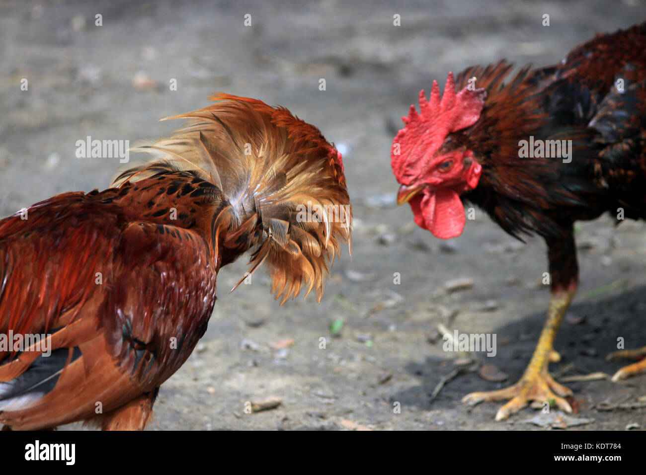 Rooster Fight Stock Photos & Rooster Fight Stock Images - Alamy