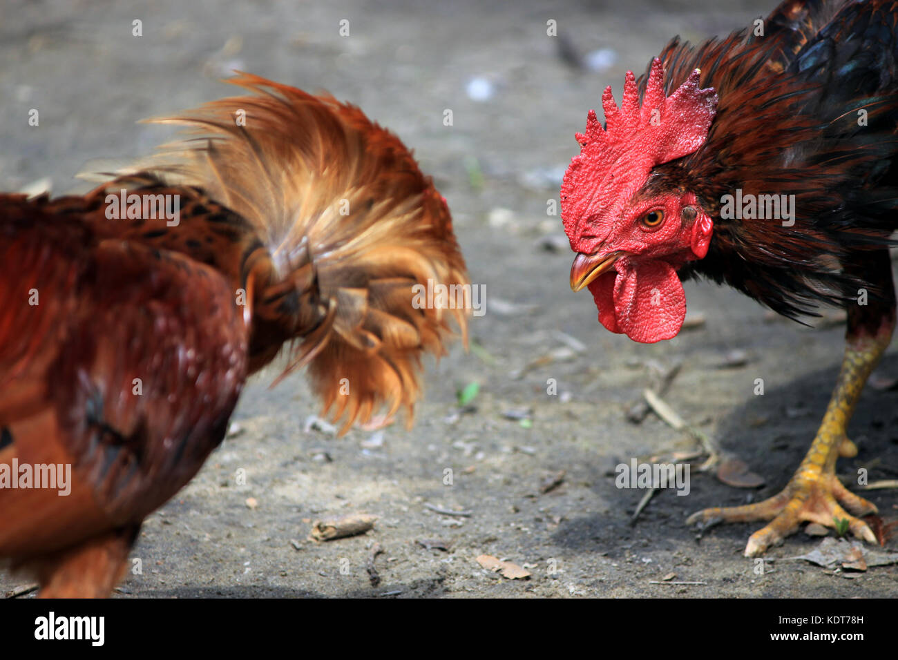 Fighting Hen High Resolution Stock Photography and Images - Alamy