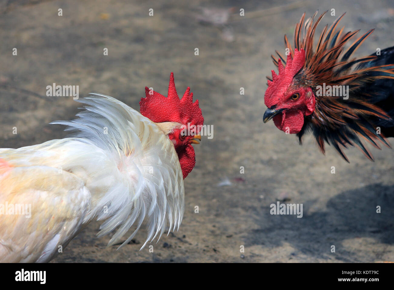 Two are ready to fight. Fighting Chicken Stock Photo - Alamy