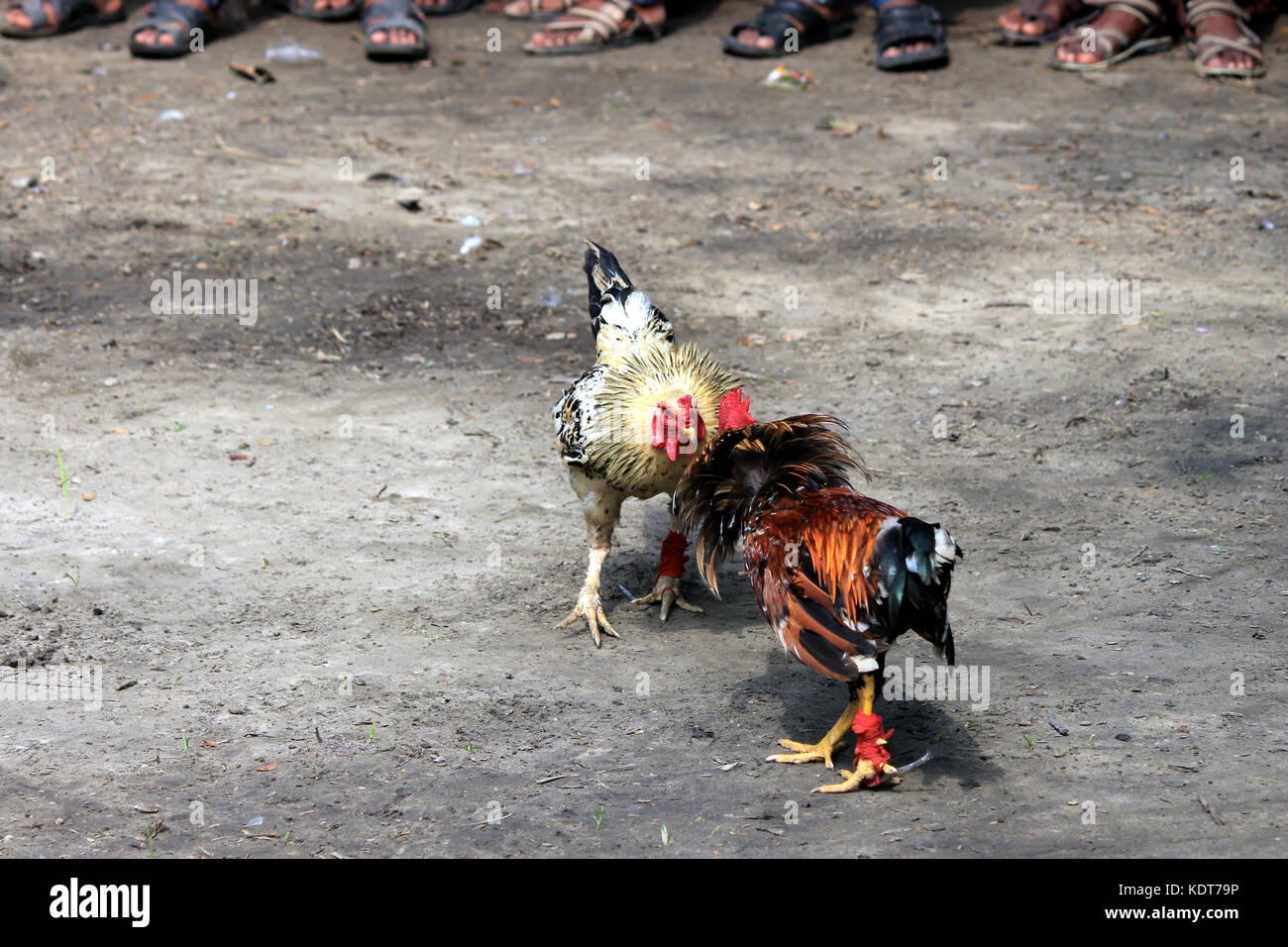Two are ready to fight. Fighting Chicken Stock Photo - Alamy