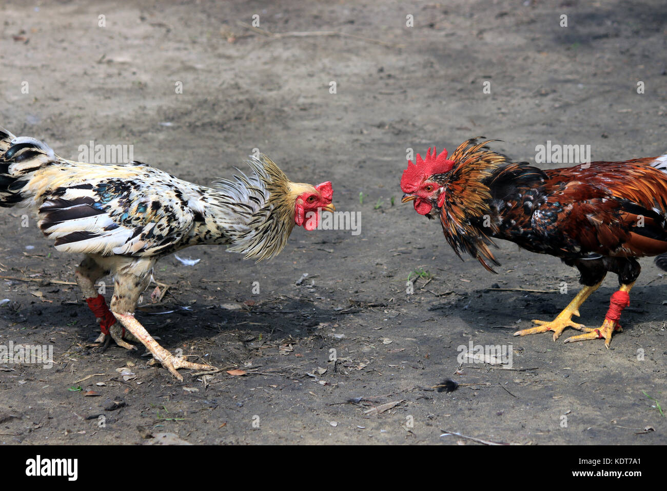 Two are ready to fight. Fighting Chicken Stock Photo - Alamy