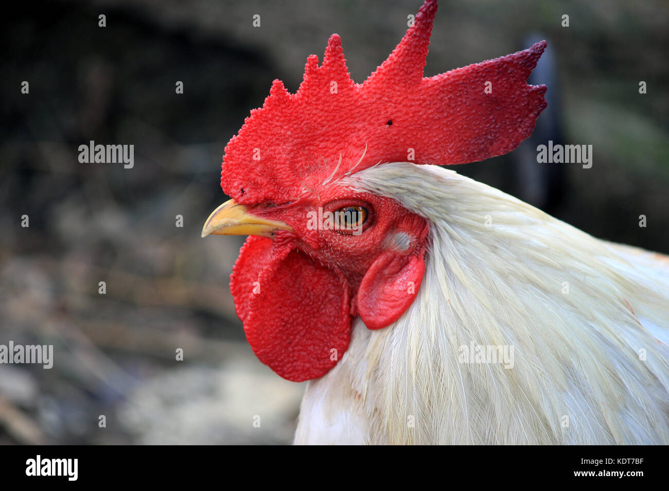 Portrait of a hen head. Head and neck of chicken Stock Photo - Alamy