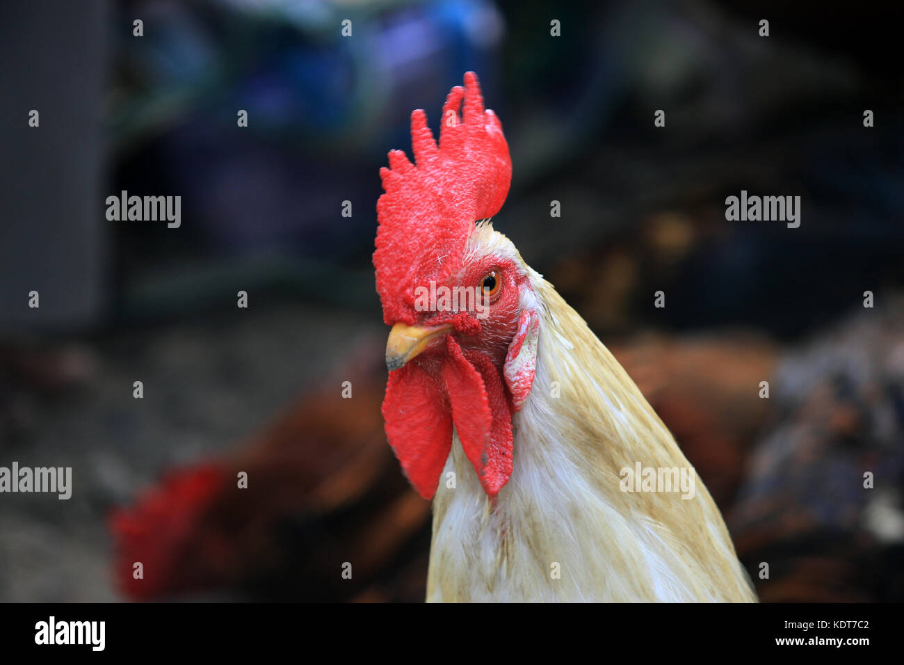 Portrait of a hen head. Head and neck of chicken Stock Photo - Alamy