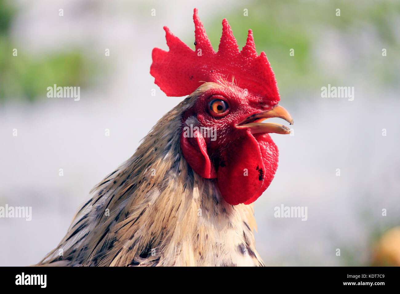 Portrait of a hen head. Head and neck of chicken Stock Photo - Alamy