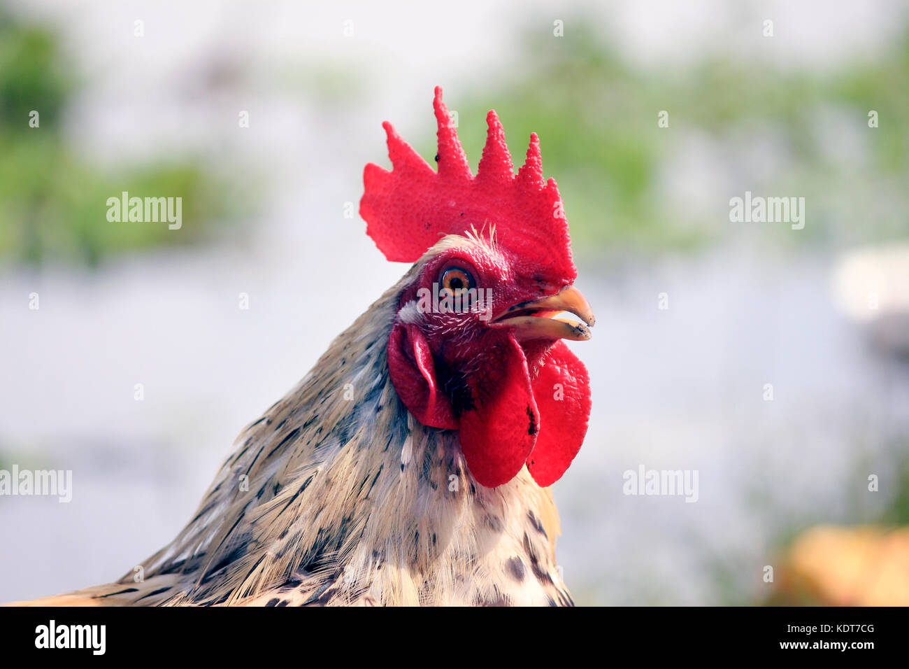 Portrait of a hen head. Head and neck of chicken Stock Photo - Alamy