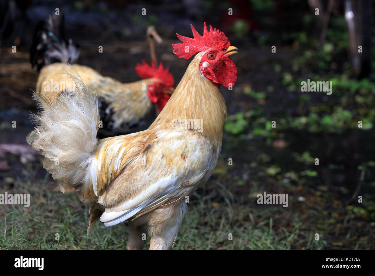 Portrait of a hen head. Head and neck of chicken Stock Photo - Alamy