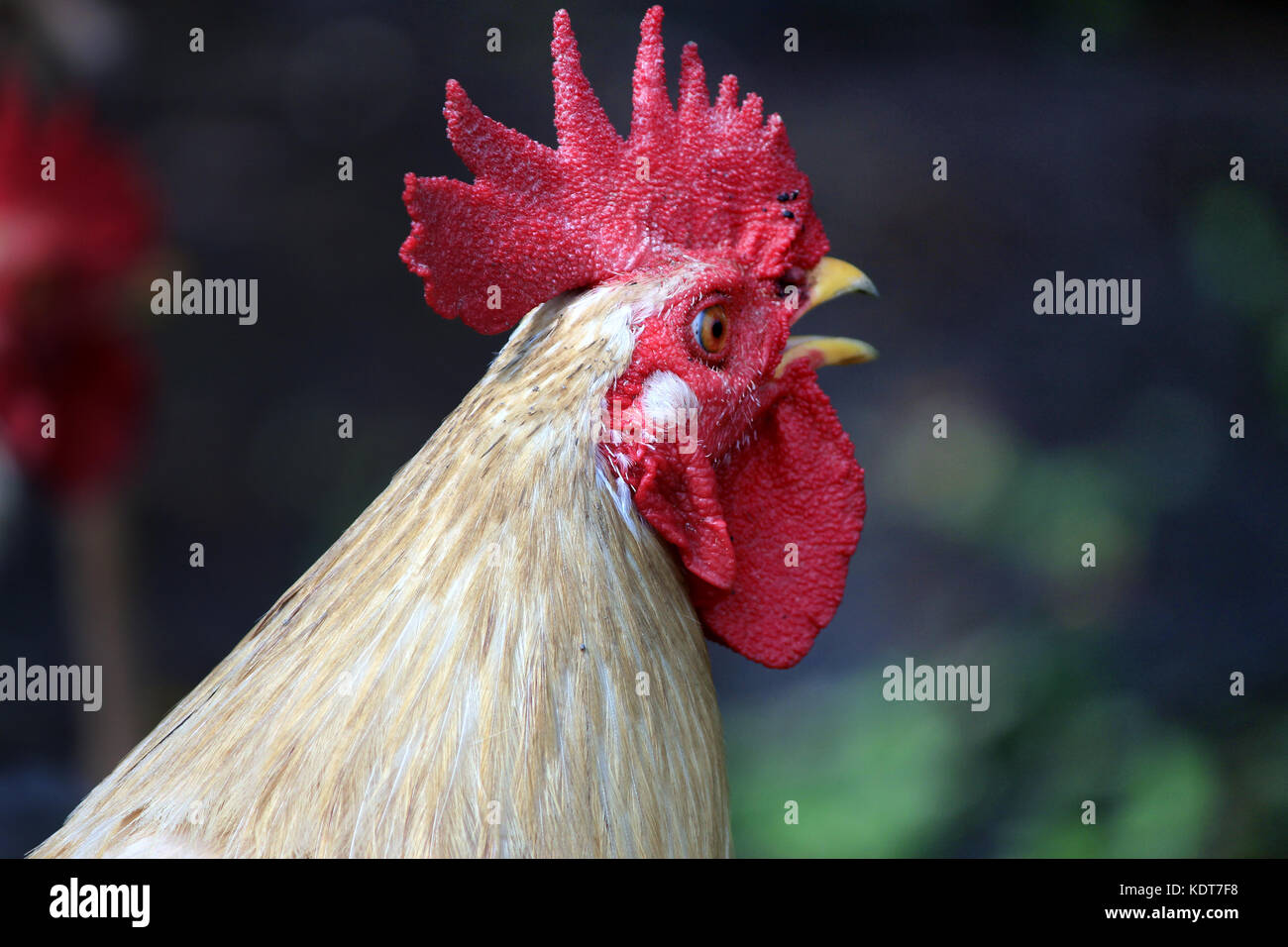 Portrait of a hen head. Head and neck of chicken Stock Photo - Alamy