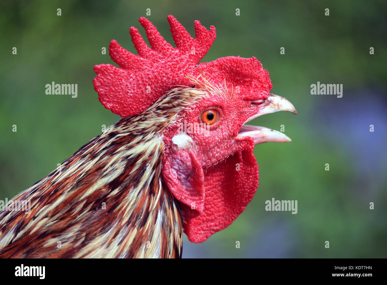 Portrait of a hen head. Head and neck of chicken Stock Photo - Alamy