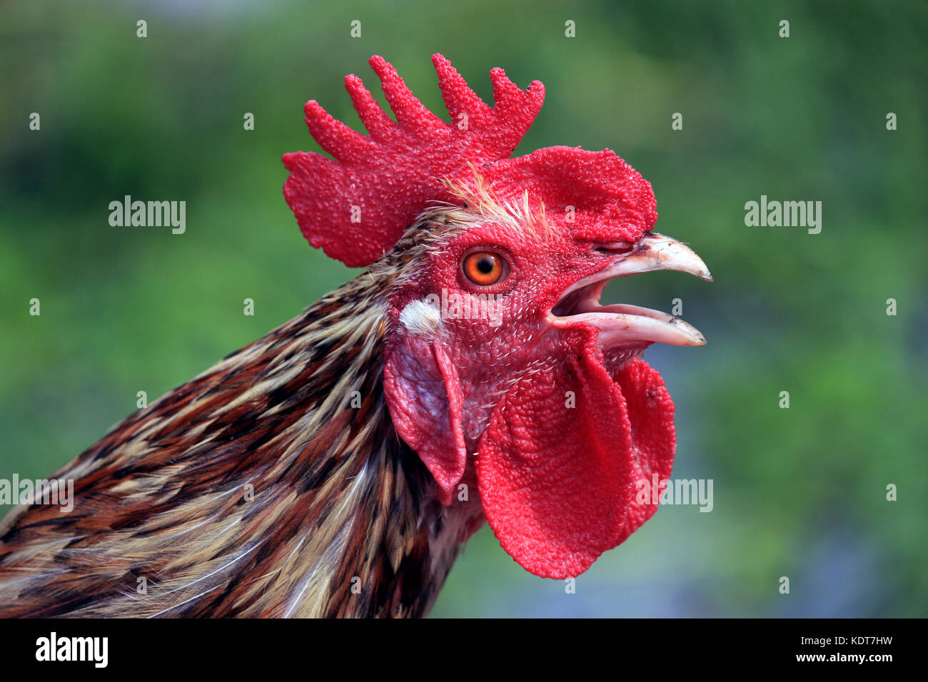Portrait of a hen head. Head and neck of chicken Stock Photo - Alamy