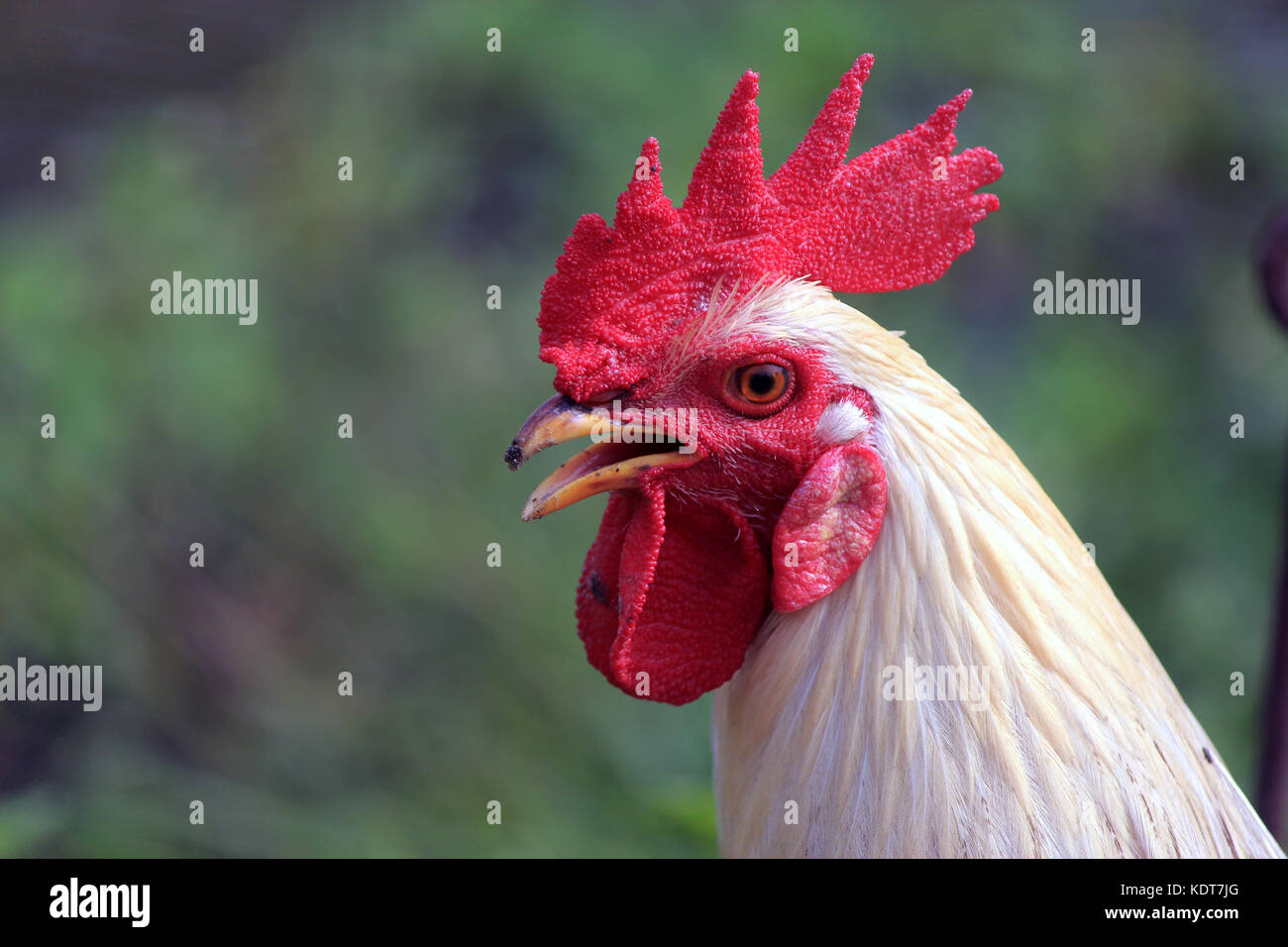 Portrait of a hen head. Head and neck of chicken Stock Photo - Alamy