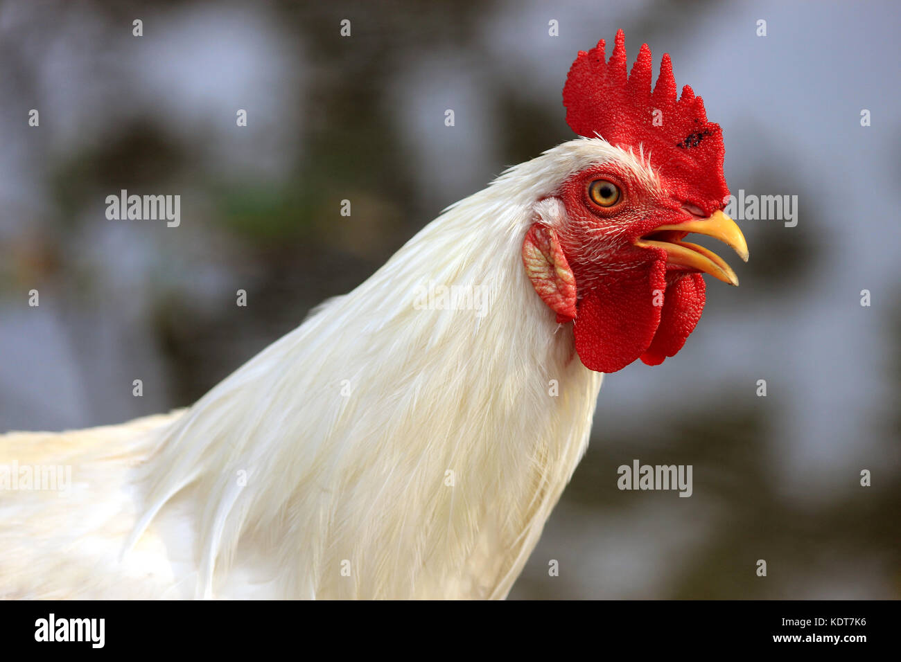 Portrait of a hen head. Head and neck of chicken Stock Photo - Alamy