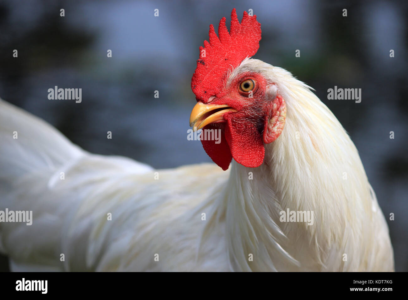 Portrait of a hen head. Head and neck of chicken Stock Photo - Alamy
