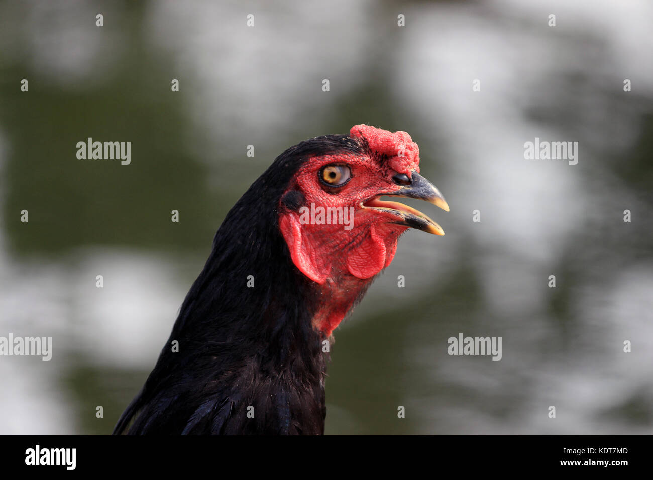 Portrait of a hen head. Head and neck of chicken Stock Photo - Alamy