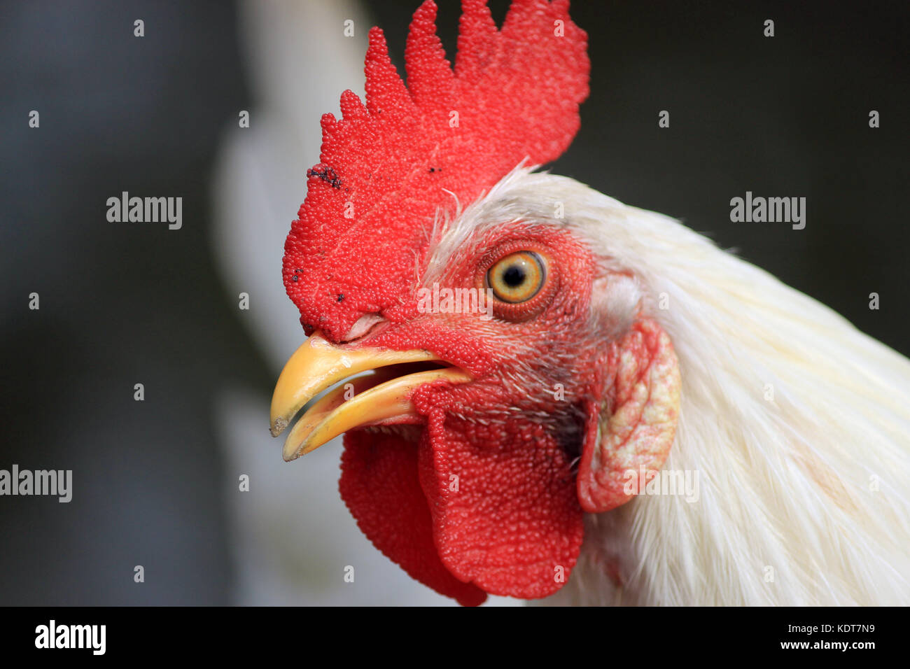 Portrait of a hen head. Head and neck of chicken Stock Photo - Alamy