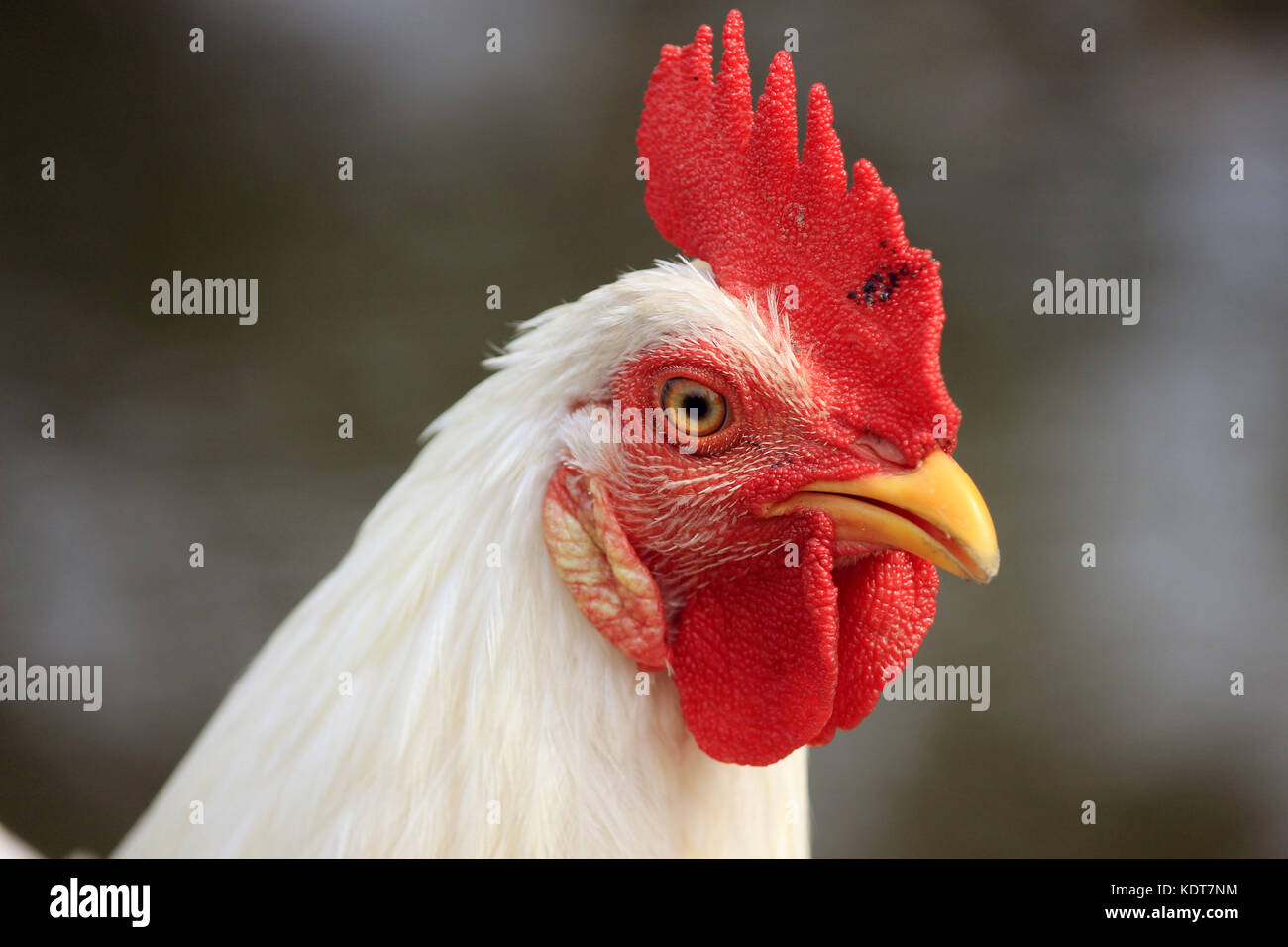 Portrait of a hen head. Head and neck of chicken Stock Photo - Alamy