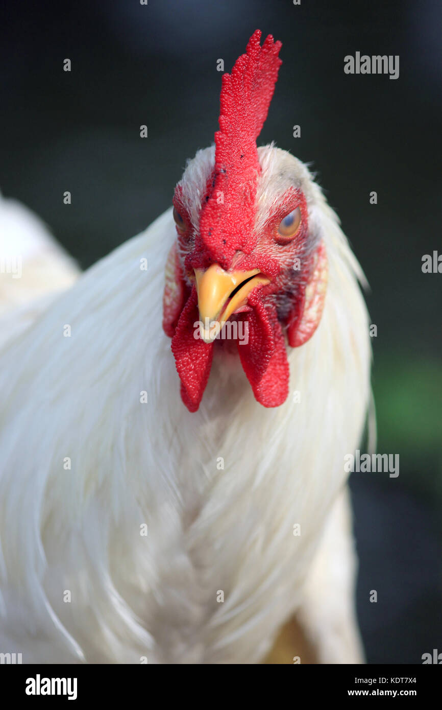 Portrait of a hen head. Head and neck of chicken Stock Photo - Alamy