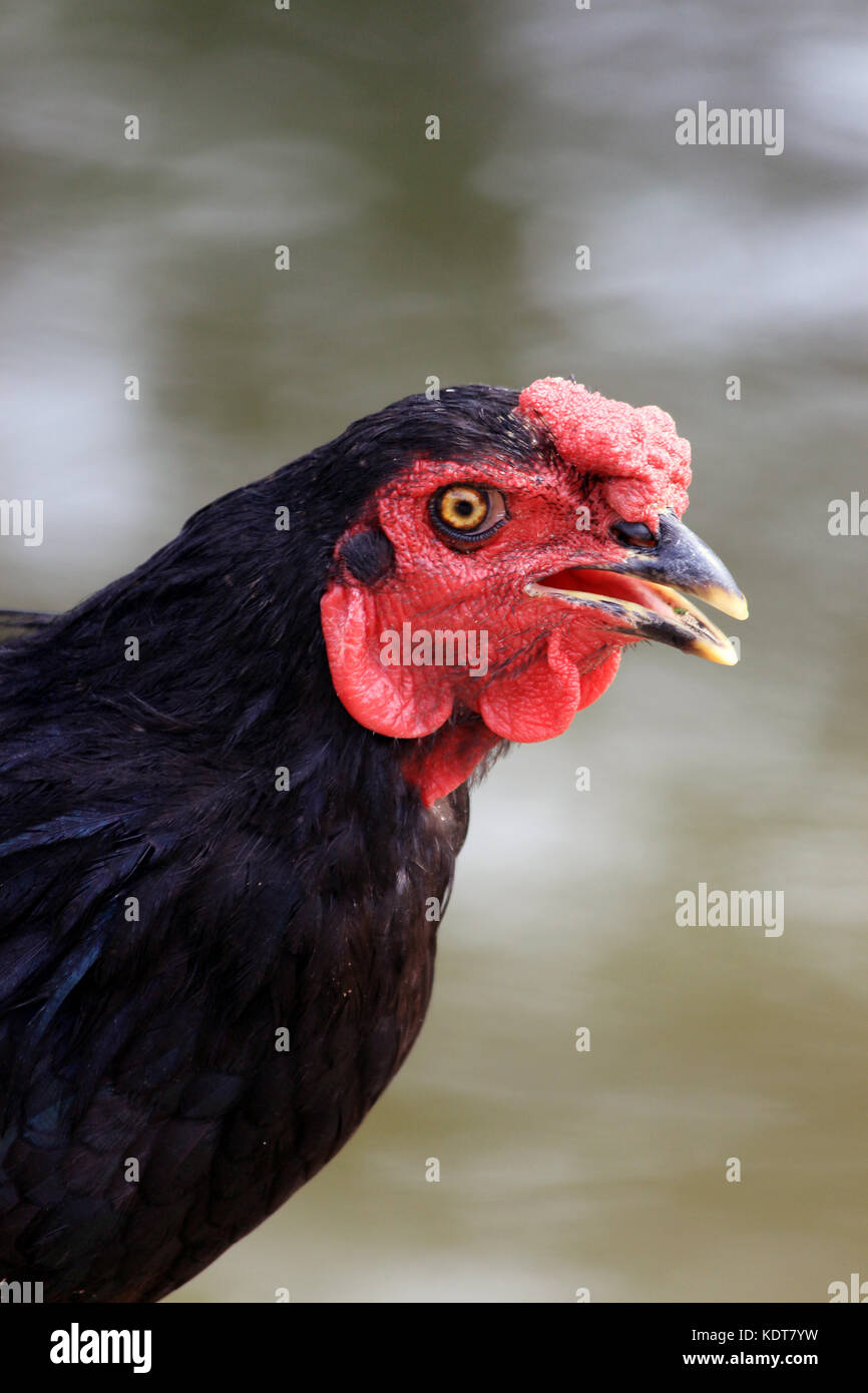 Portrait of a hen head. Head and neck of chicken Stock Photo - Alamy