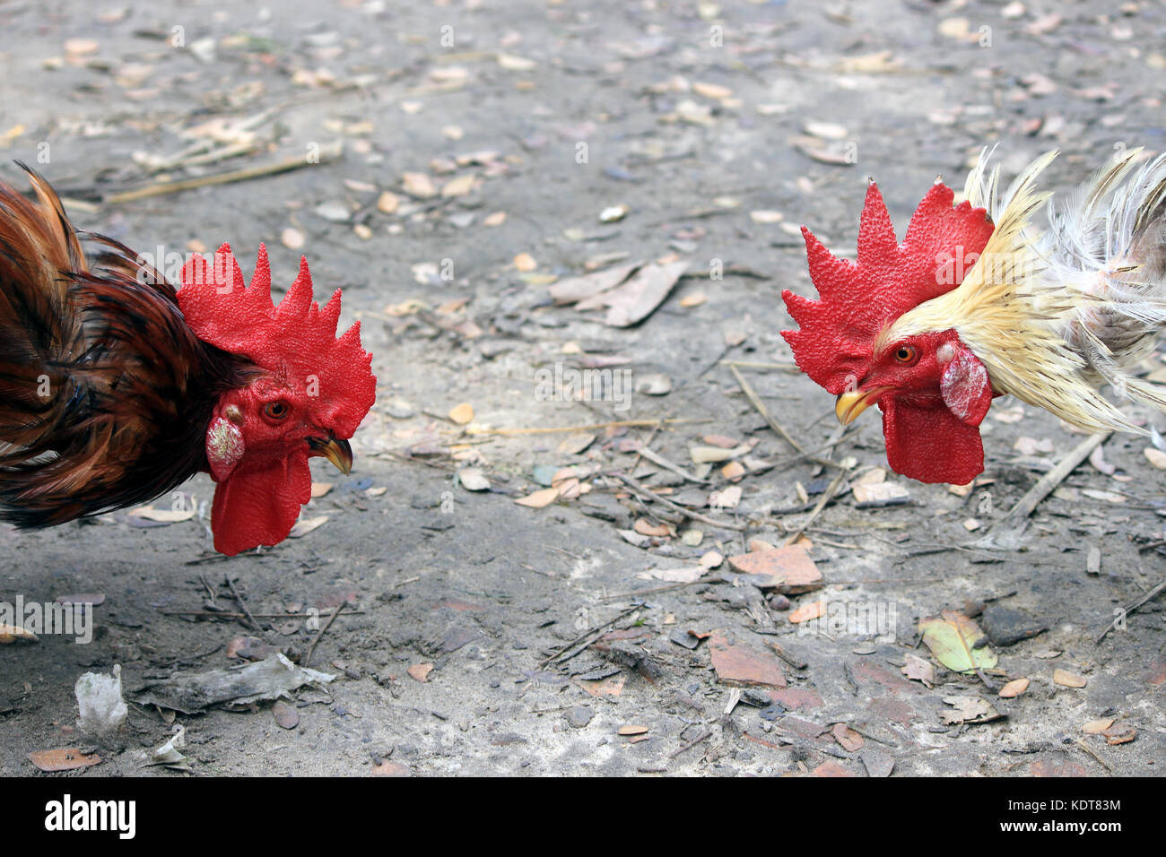 Two are ready to fight. Fighting Chicken Stock Photo - Alamy