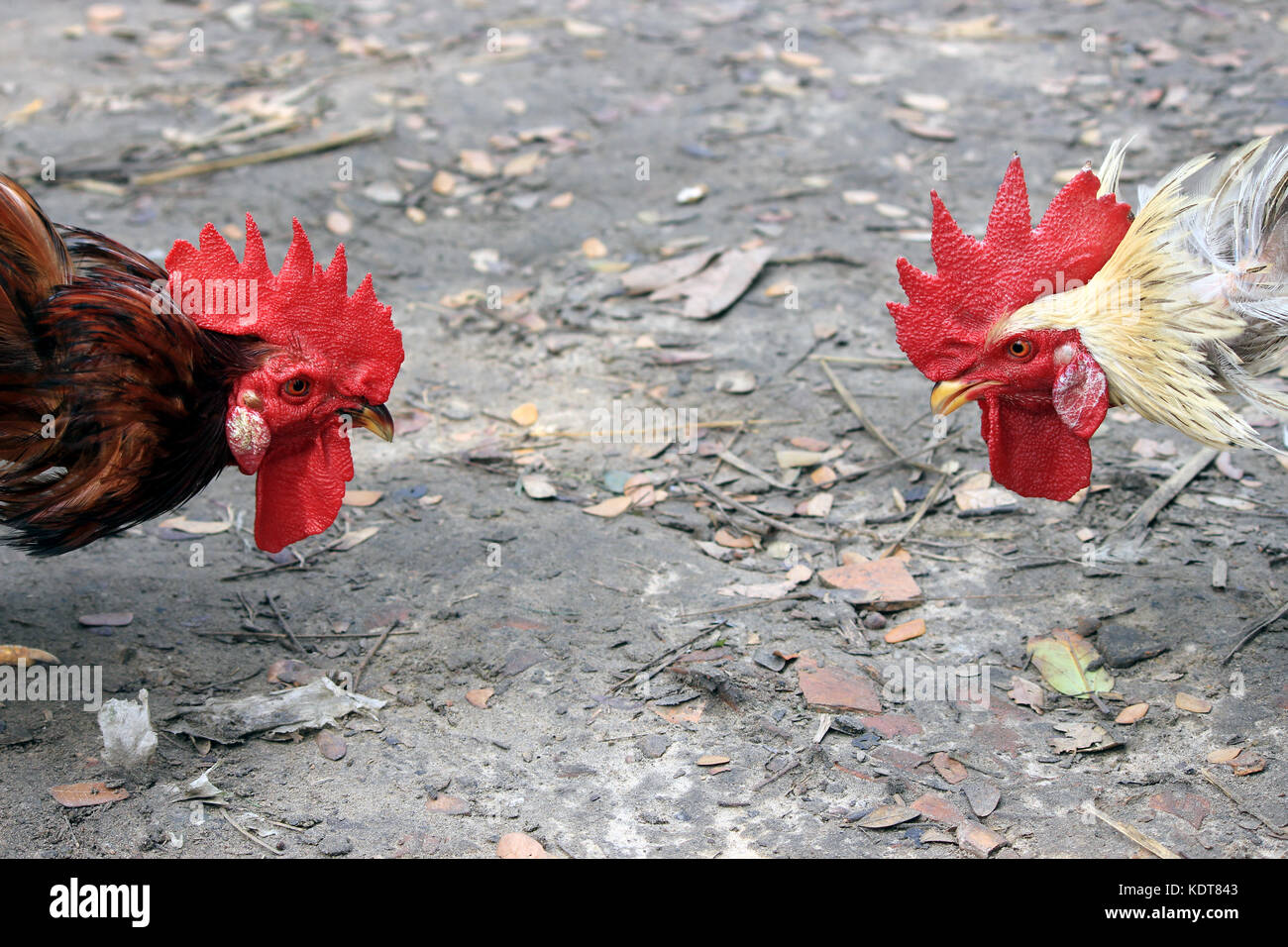 Two are ready to fight. Fighting Chicken Stock Photo - Alamy