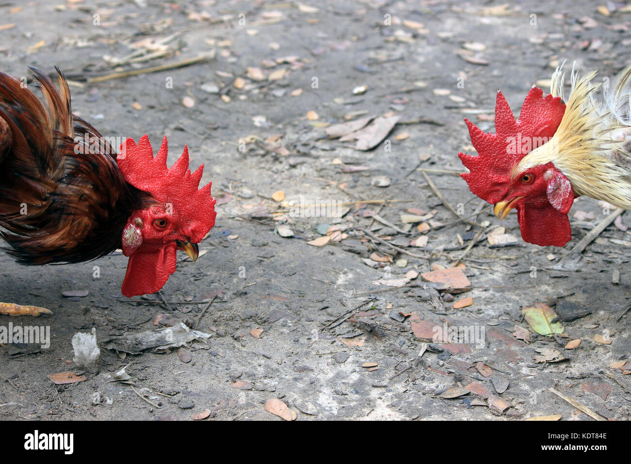 Two are ready to fight. Fighting Chicken Stock Photo - Alamy